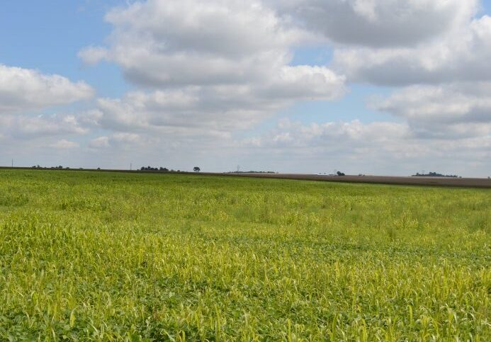 Plant & Soil Health: Does Foliar Feeding Work? - Field Advisor Plant & Soil Health: Does Foliar Feeding Work? - Field Advisor