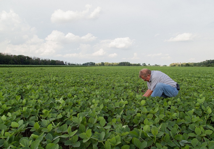 Growth Stages R4-R6: Protect Soybeans from Stress - Field Advisor