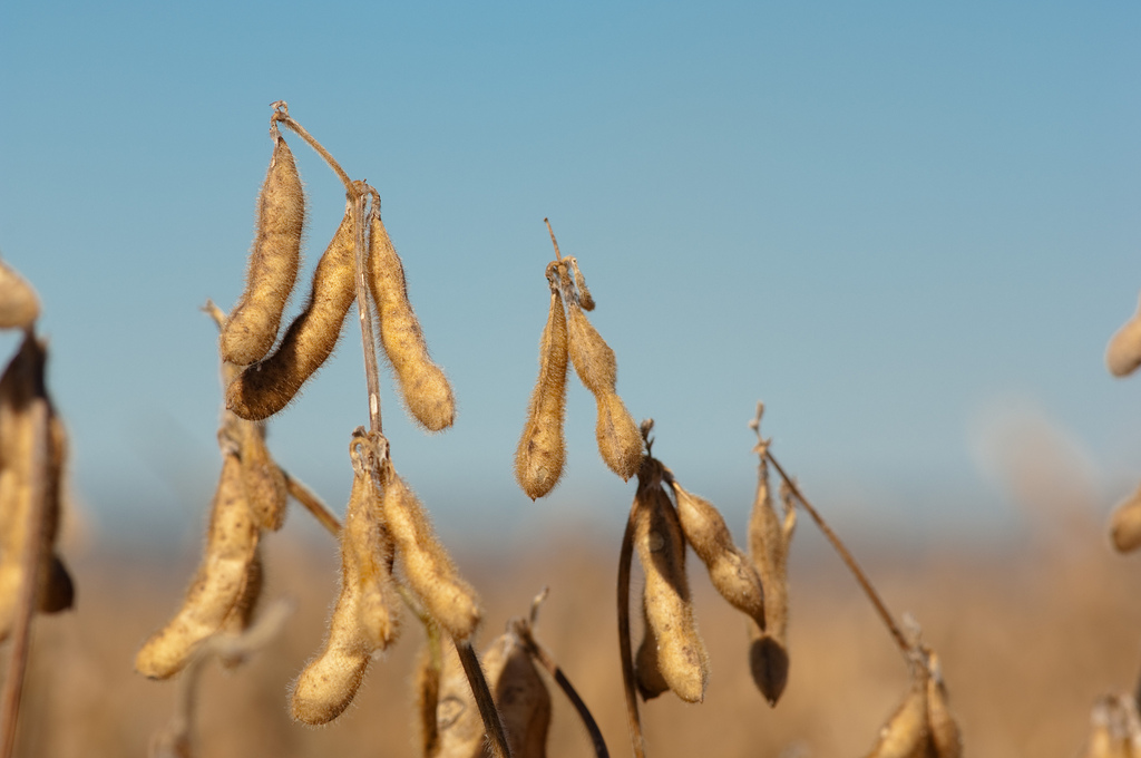 Can Soybeans Grow in Hydric Soils? - Field Advisor