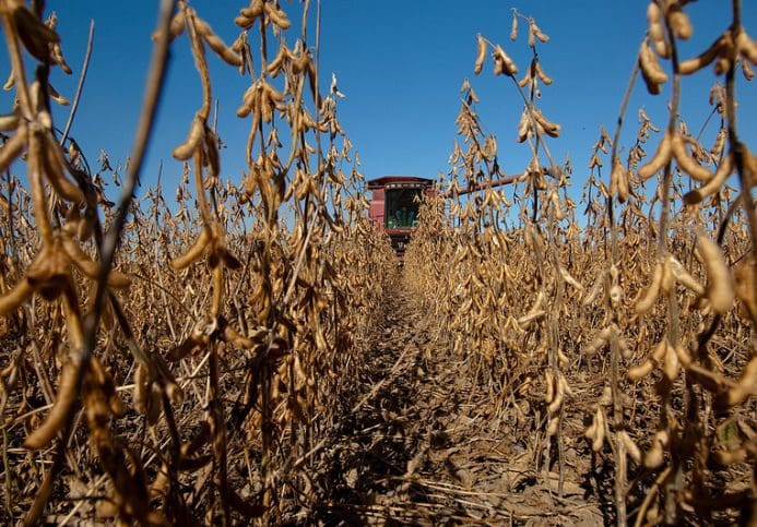 Agronomy: Summarizing the Soybean Season from Northwest Illinois ...