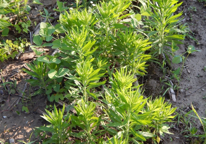 Weeds: Problem Weeds - Field Advisor