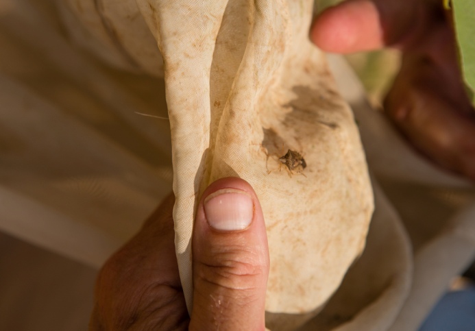 Insects: Scouting for Early Season Insects in Soybeans - Field Advisor