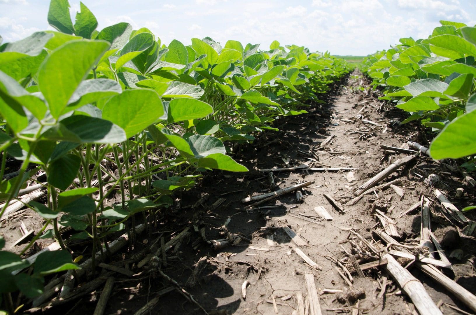 Controlling Volunteer Wheat - Field Advisor