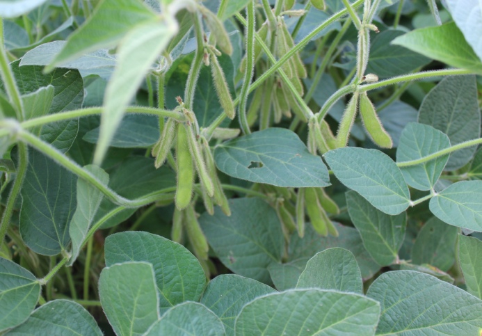 Agronomy: When Do Soybeans Start to Flower? - Field Advisor
