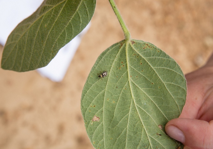 Insect Management: Scout Early, Scout Often - Field Advisor