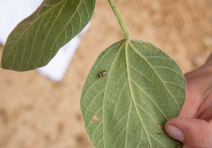 Be Ready for Early-Season Soybean Insects and Diseases - Field Advisor