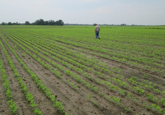 Insects: Spring Soil Sampling for Soybean Cyst Nematodes - Field Advisor