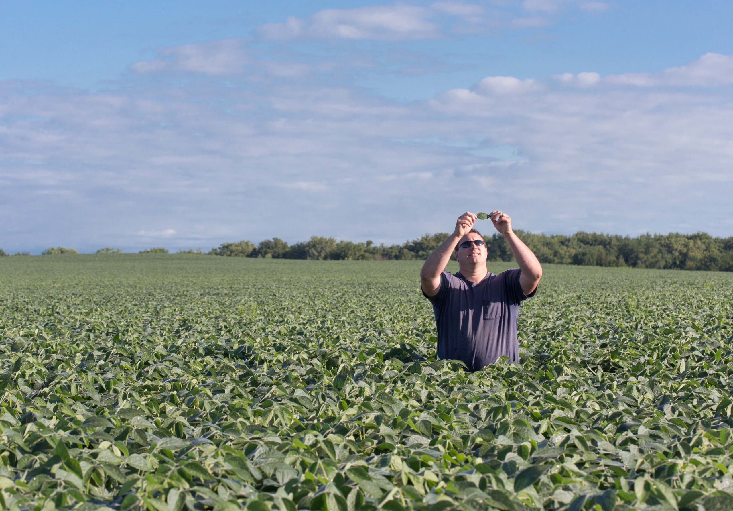 Attend Soybean Field Day and Learn about Tips to Better Emergence ...