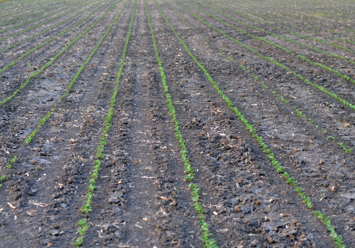 Agronomy: Answers to Your Soybean Questions - Field Advisor