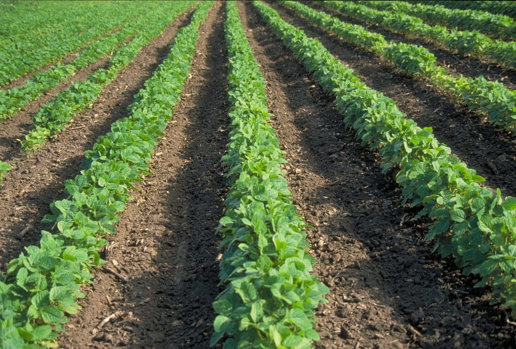 Plant and Soil Health: WEBINAR: Sulphur's Role in Soybean Production ...