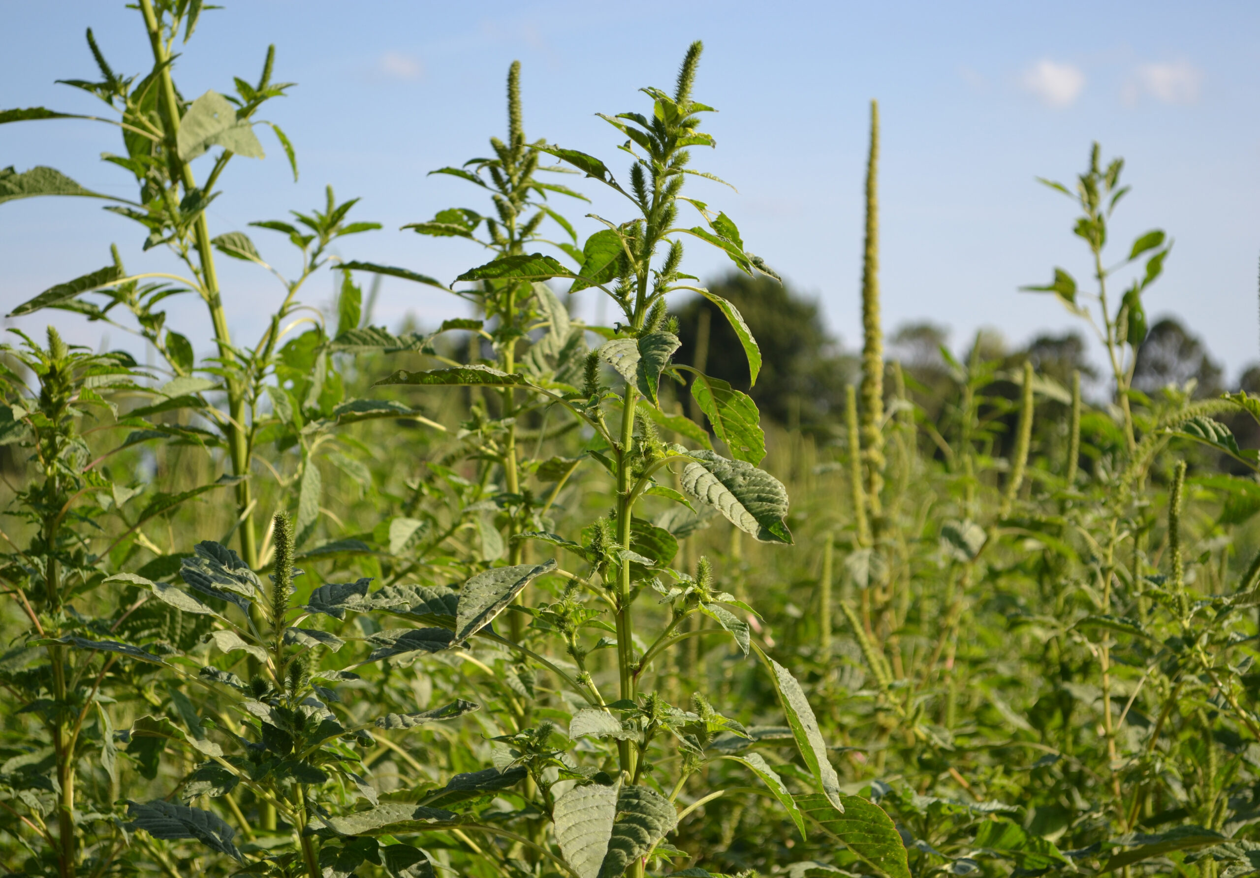 Tall Weeds are Challenging - Field Advisor