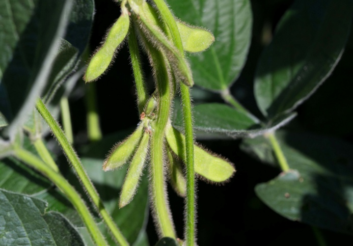 Agronomics: Continuous Soybean Management Considerations - Field Advisor