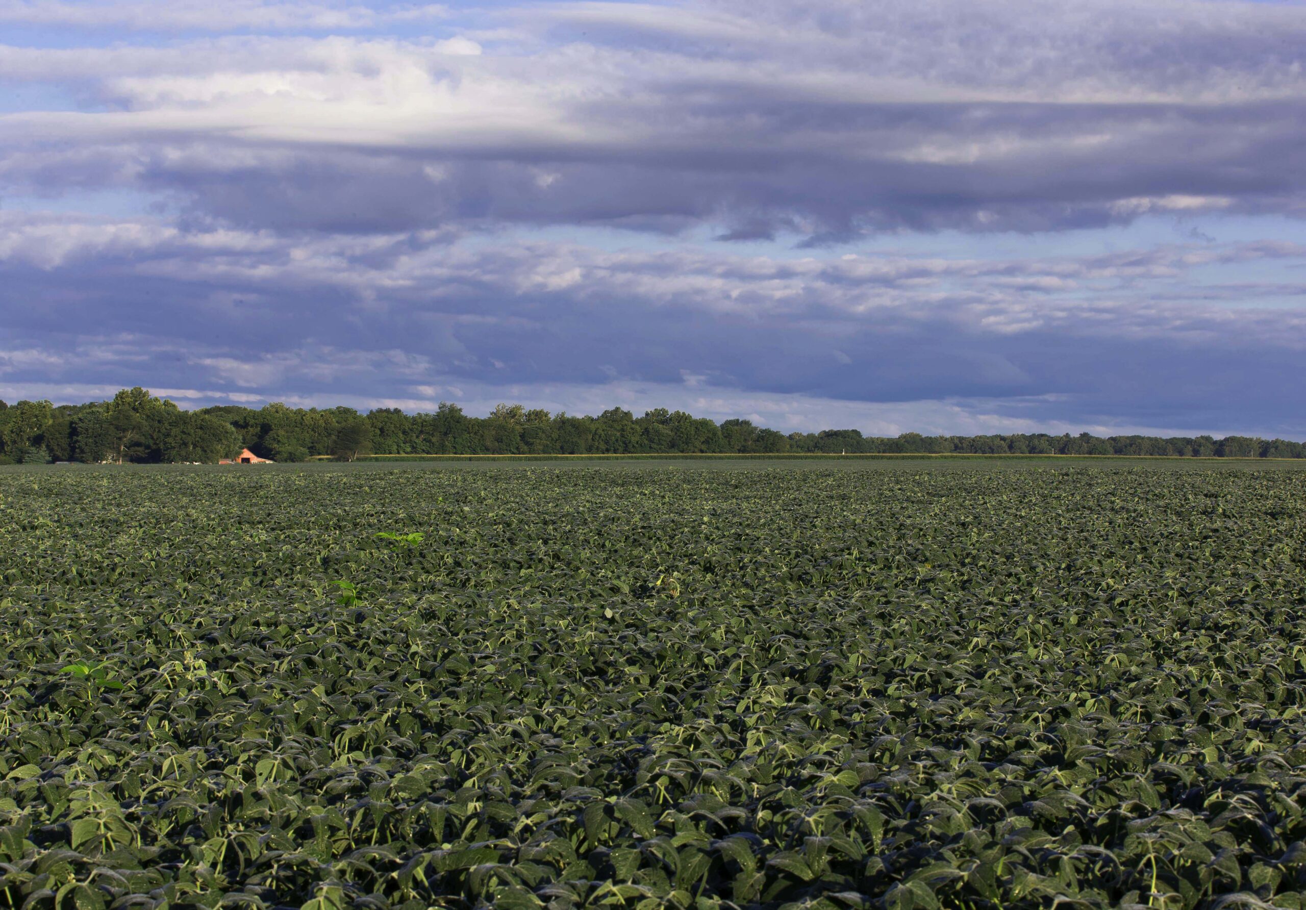 Impact of Hail Damage on Soybeans - Field Advisor