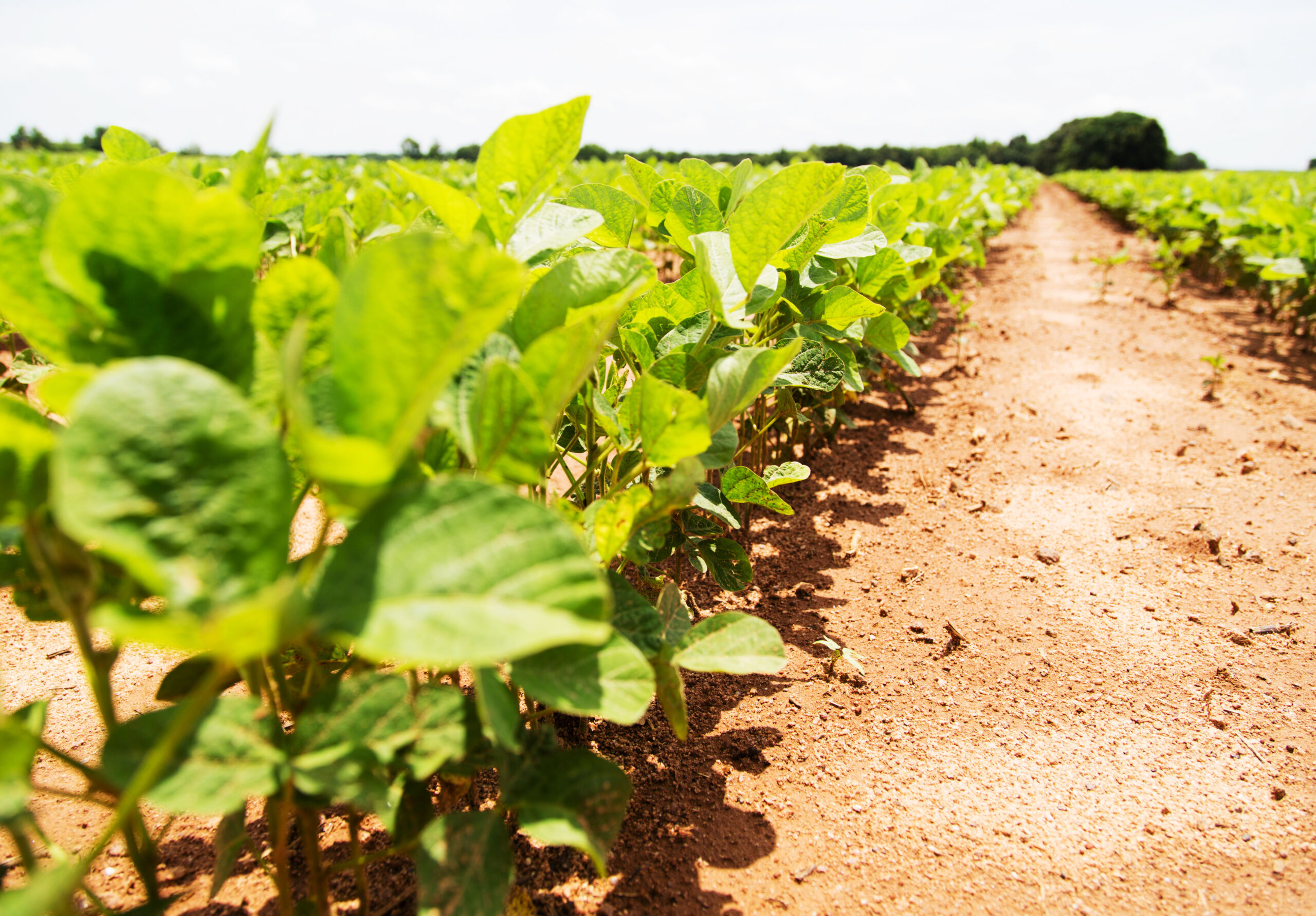 Yellow Soybeans - Field Advisor