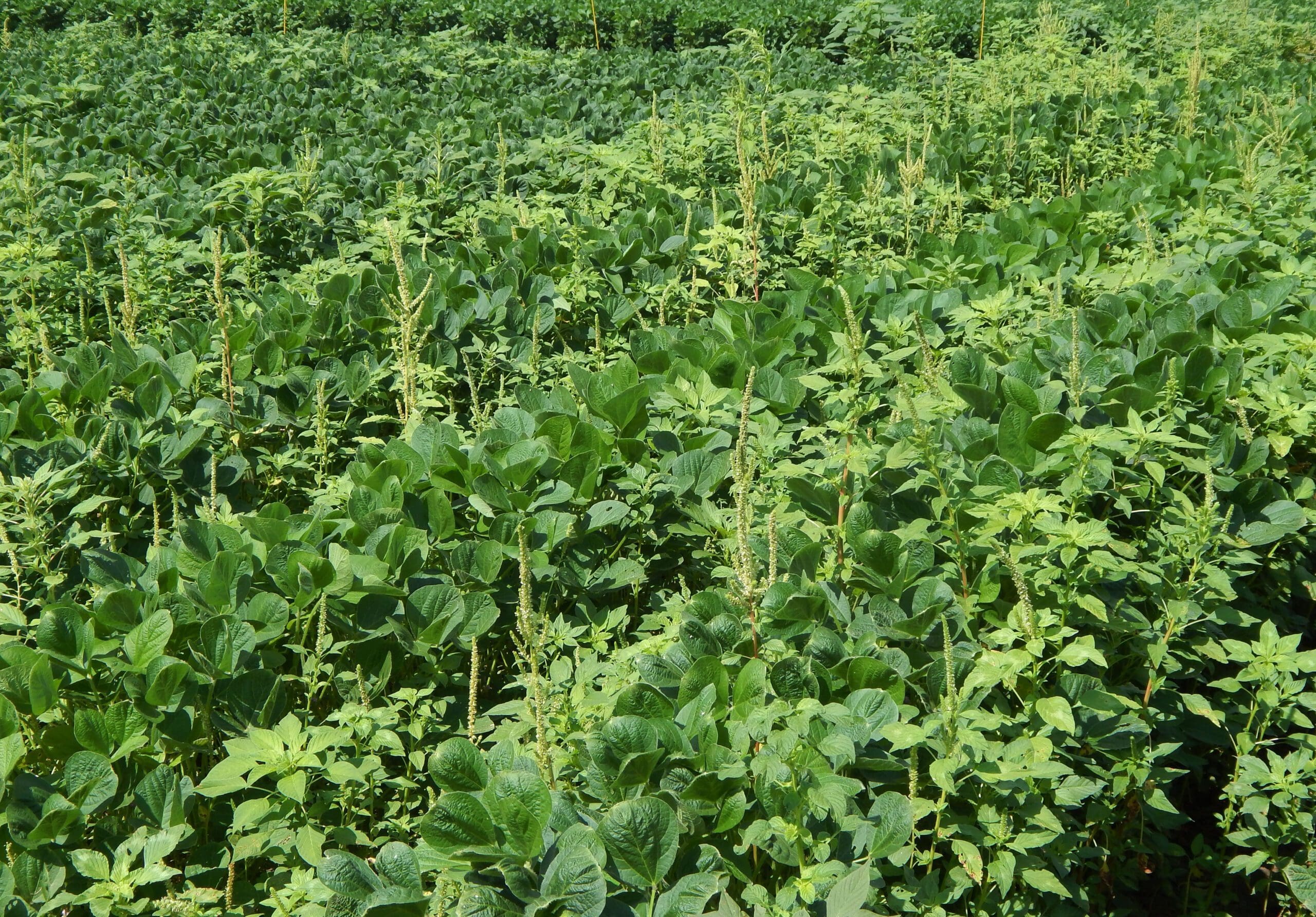 Weeds and Water - Field Advisor