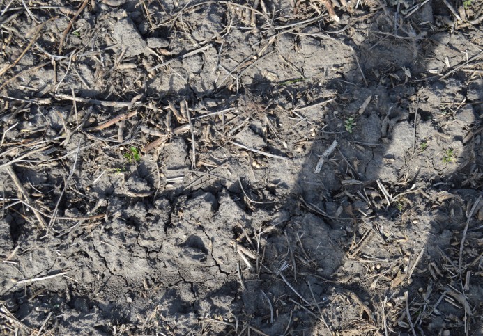 Plant & Soil: Impact of Saturated Soils on Soybeans - Field Advisor
