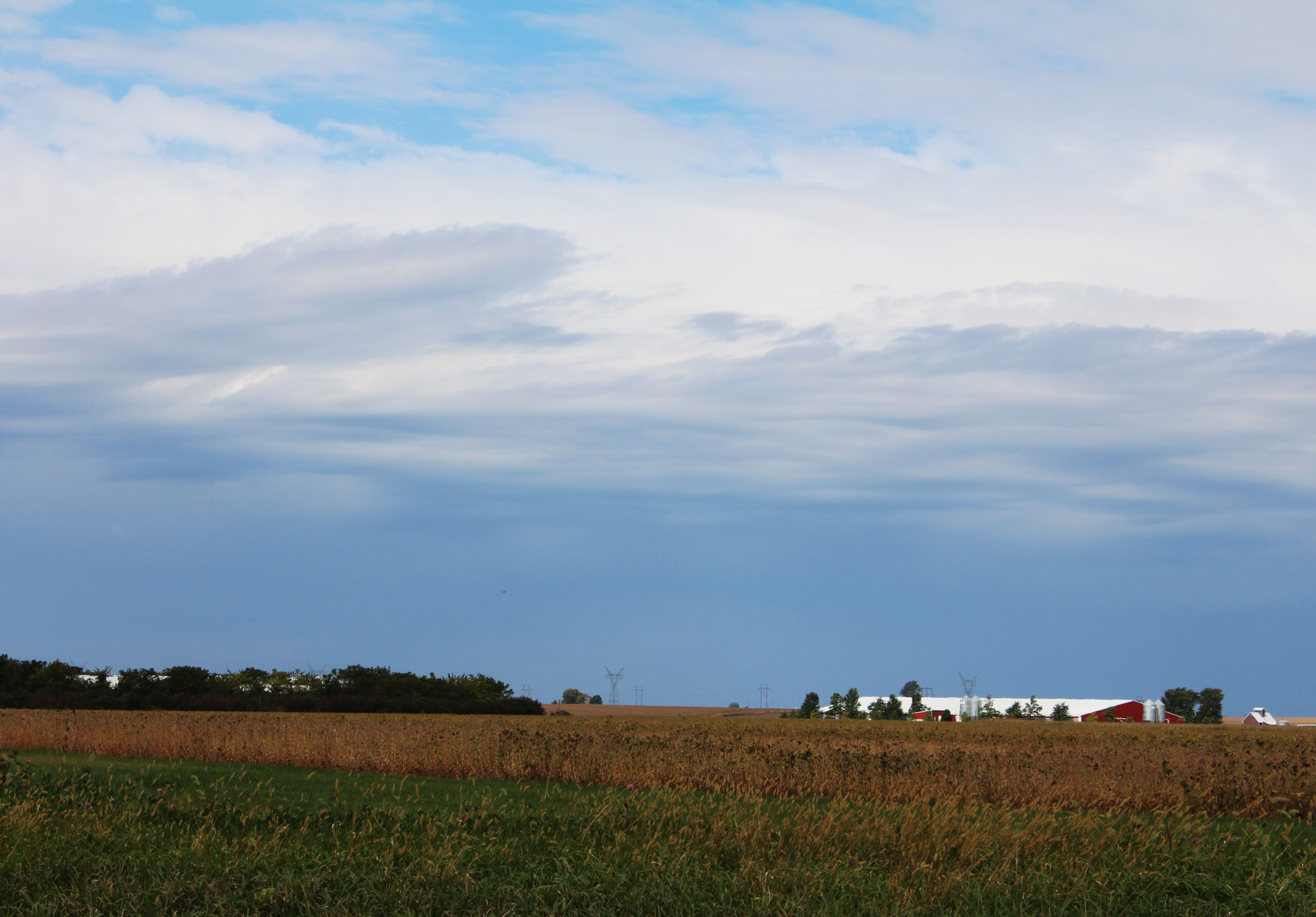 Agronomy: Lodged Wheat: The Double-Crop Nightmare - Field Advisor