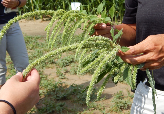 Plant & Soil Health: Sorghum: Another Weed Control Tool - Field Advisor