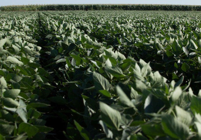 Not a Bumper Year for Double-crop Beans - Field Advisor