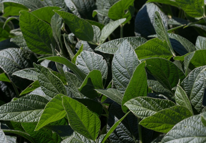 Agronomy: The Six Secrets of Soybean Yield - Field Advisor