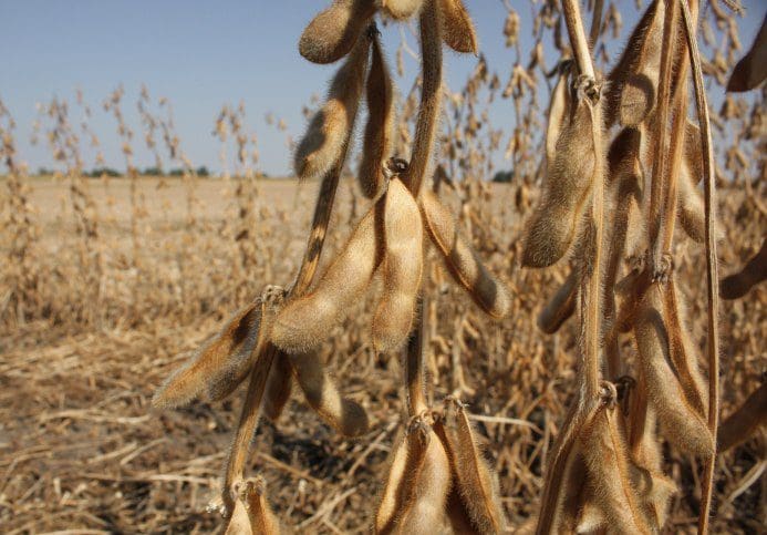 Early planting of soybeans and population - Field Advisor