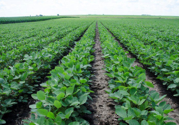 Agronomy: High Yield Soybeans—What’s Your “Model”? - Field Advisor