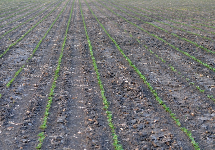 Agronomy: Narrow Row Spacing Improves Profitability - Field Advisor
