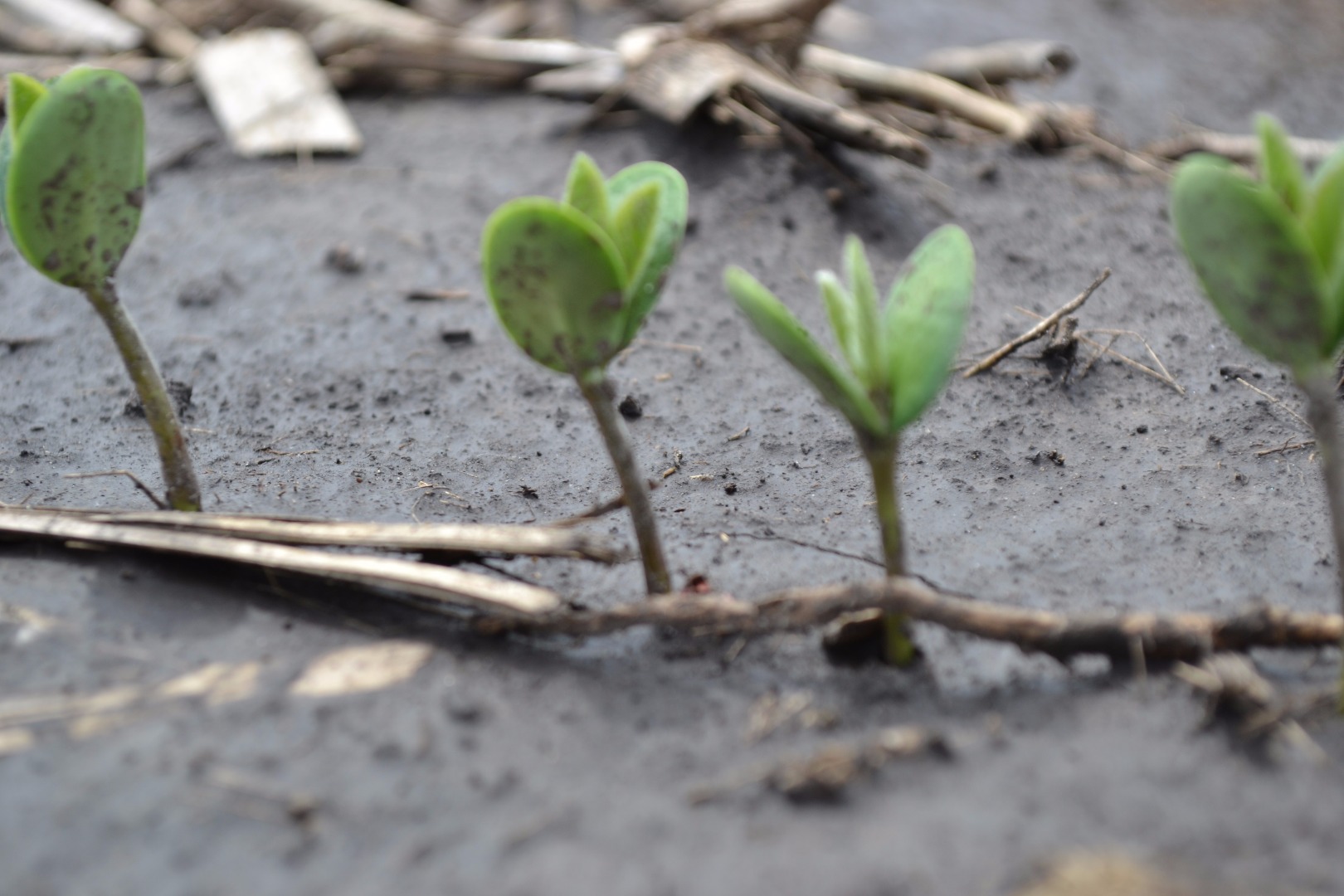 WEBINAR: Managing P and K on Soybeans by Soil Test Level, Yield ...