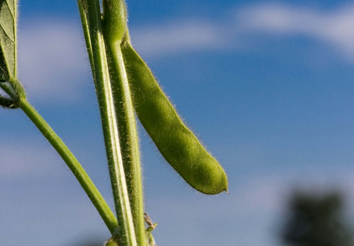 Agronomy: The Top 10 Quotes an Agronomist Does Not Want to Hear a ...