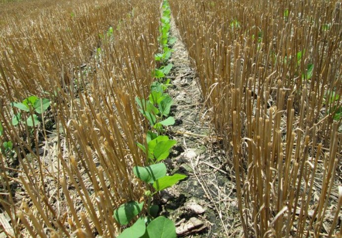 Agronomy: Considerations for Double Cropping - Field Advisor