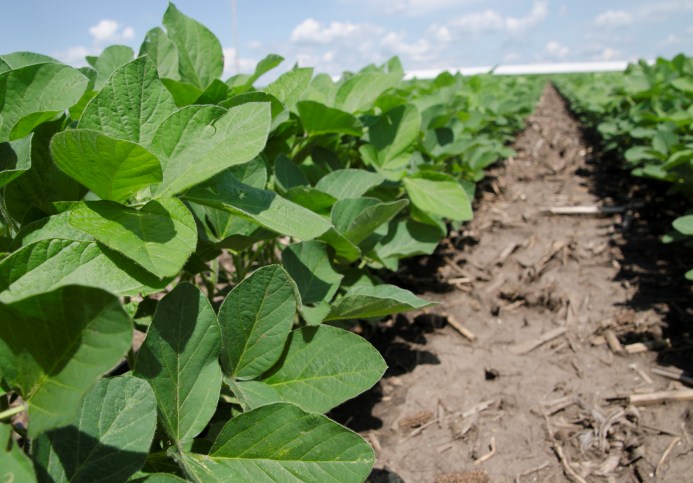 Plant and Soil Health: Value of Soybean Tissue Testing for Phosphorus ...
