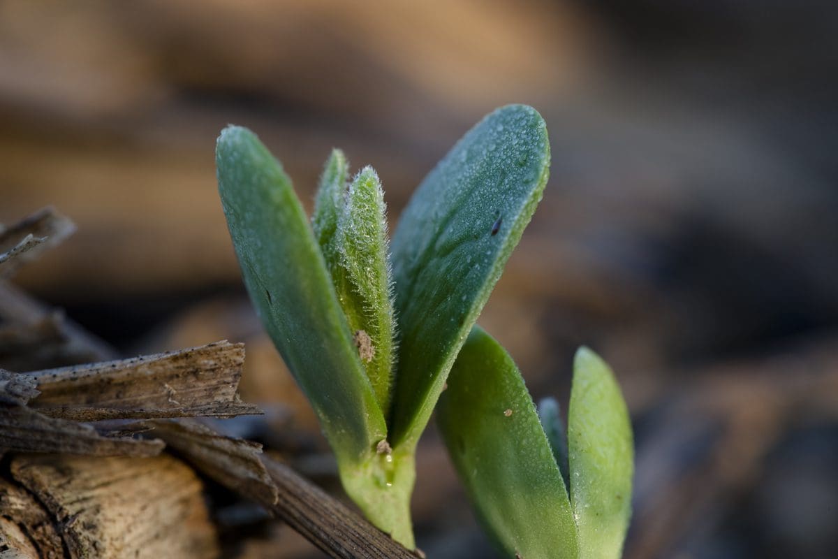 Webinar: Why Soil Sampling Is Important For High Yielding Soybeans ...