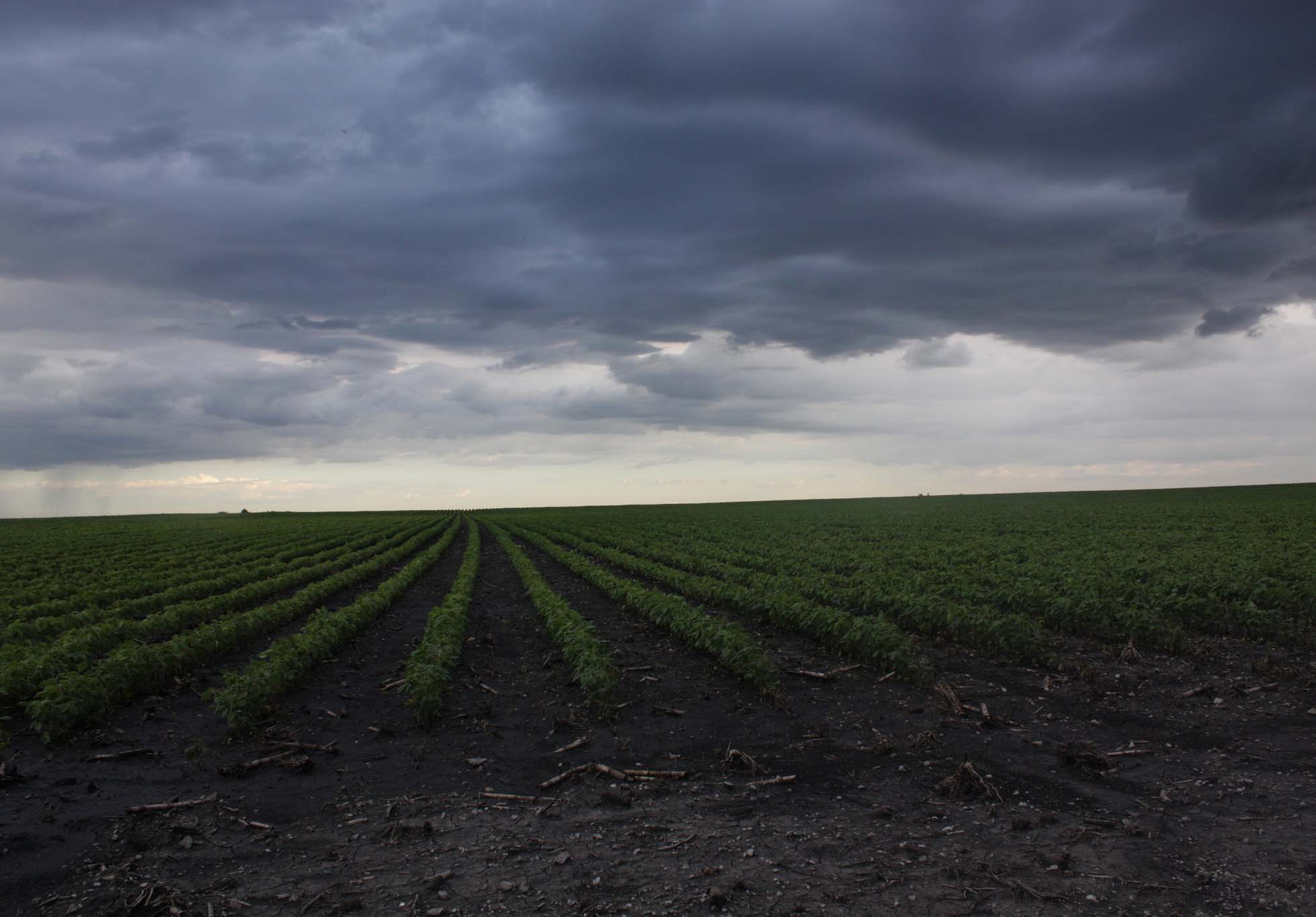 Agronomy: Impact of Saturated Soils on Seedling Survival - Field Advisor