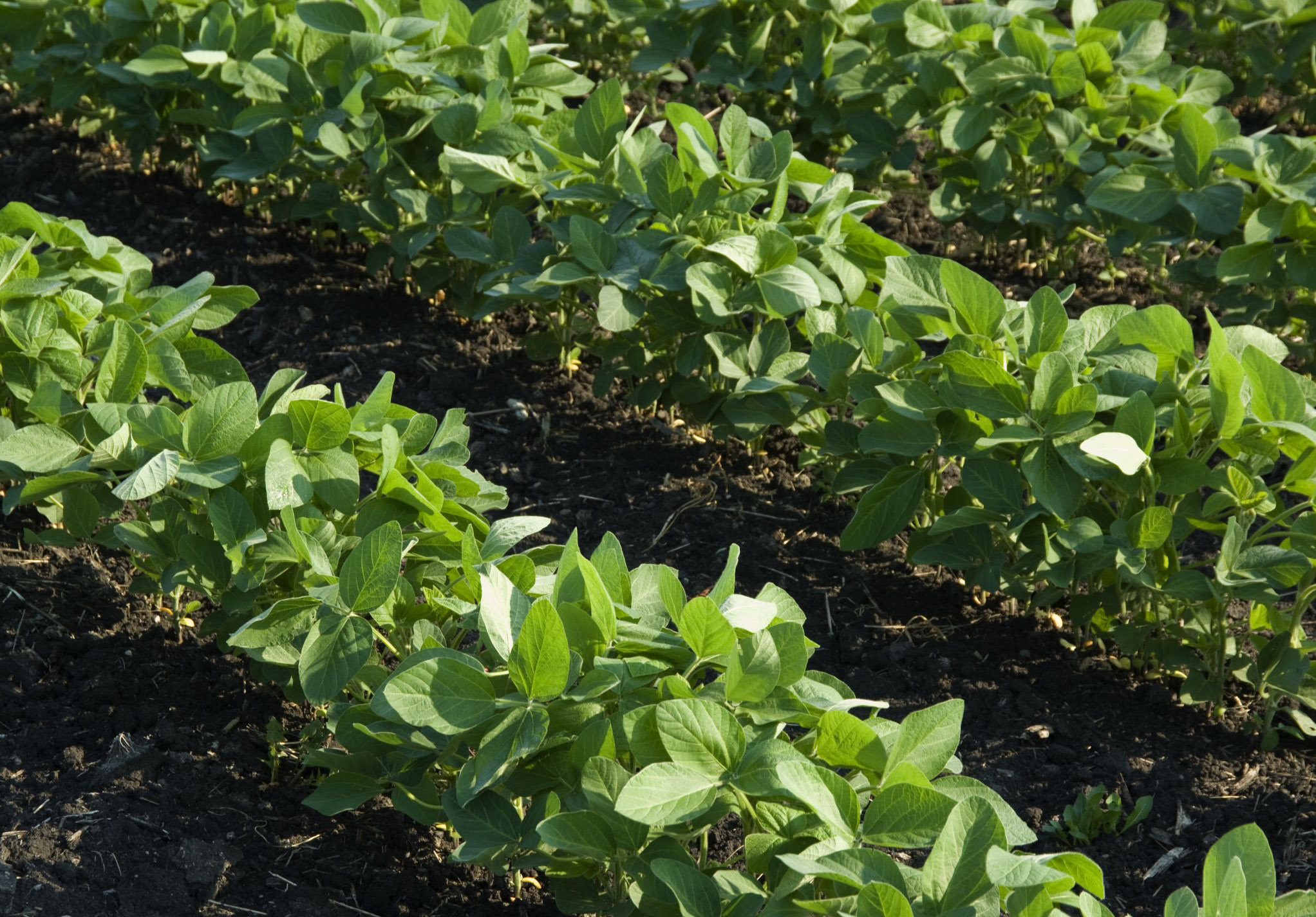 Essentials for High-Yield Soybeans - Field Advisor