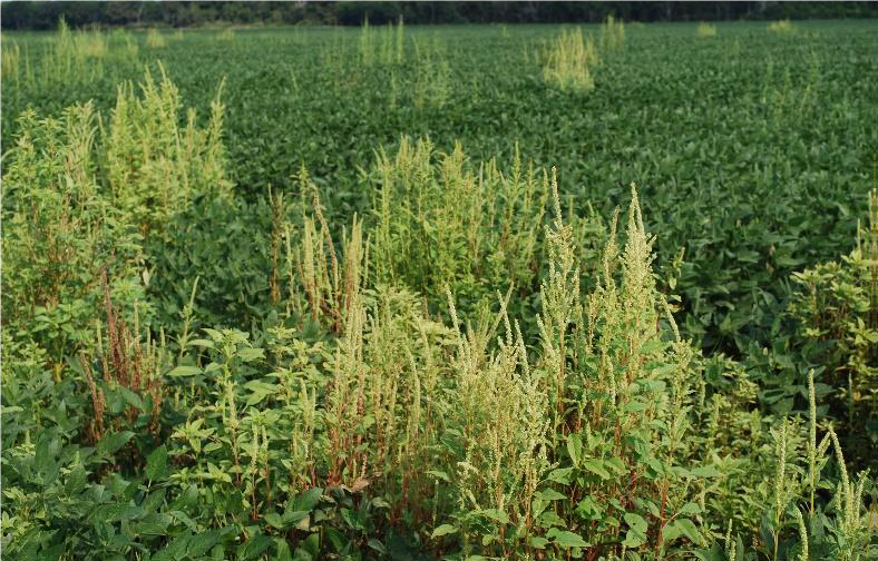 The Key to Successful Weed Management: Multiple Effective Modes of ...