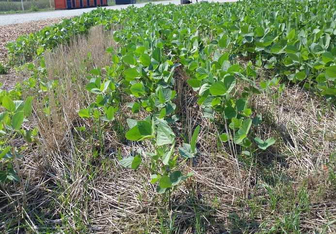 Learn Tips for Successful Double-Cropping - Field Advisor