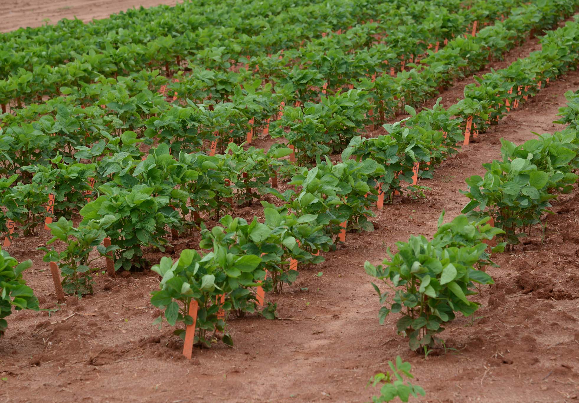 ILeVO seed treatment and its use with pre-emerge herbicides - Field Advisor