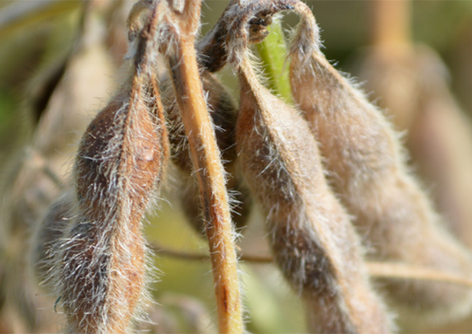 Replant Considerations: Checklist for Coming Back from Calamity - Field ...