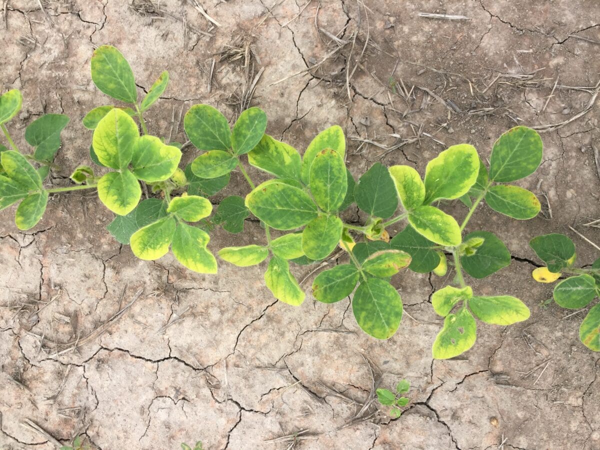 Help! What happened to my stand of soybeans? - Field Advisor