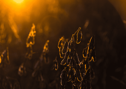 Are You Managing Soybeans After R4.5? - Field Advisor