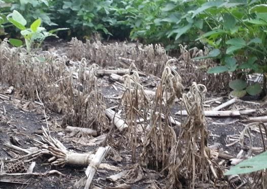 What does a cool, wet spring mean for soybean growers? - Field Advisor