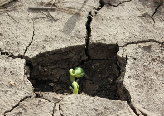 When Planting Early does More Harm than Good - Field Advisor