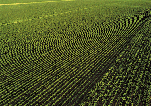 How to Manage Volunteer Corn - Field Advisor