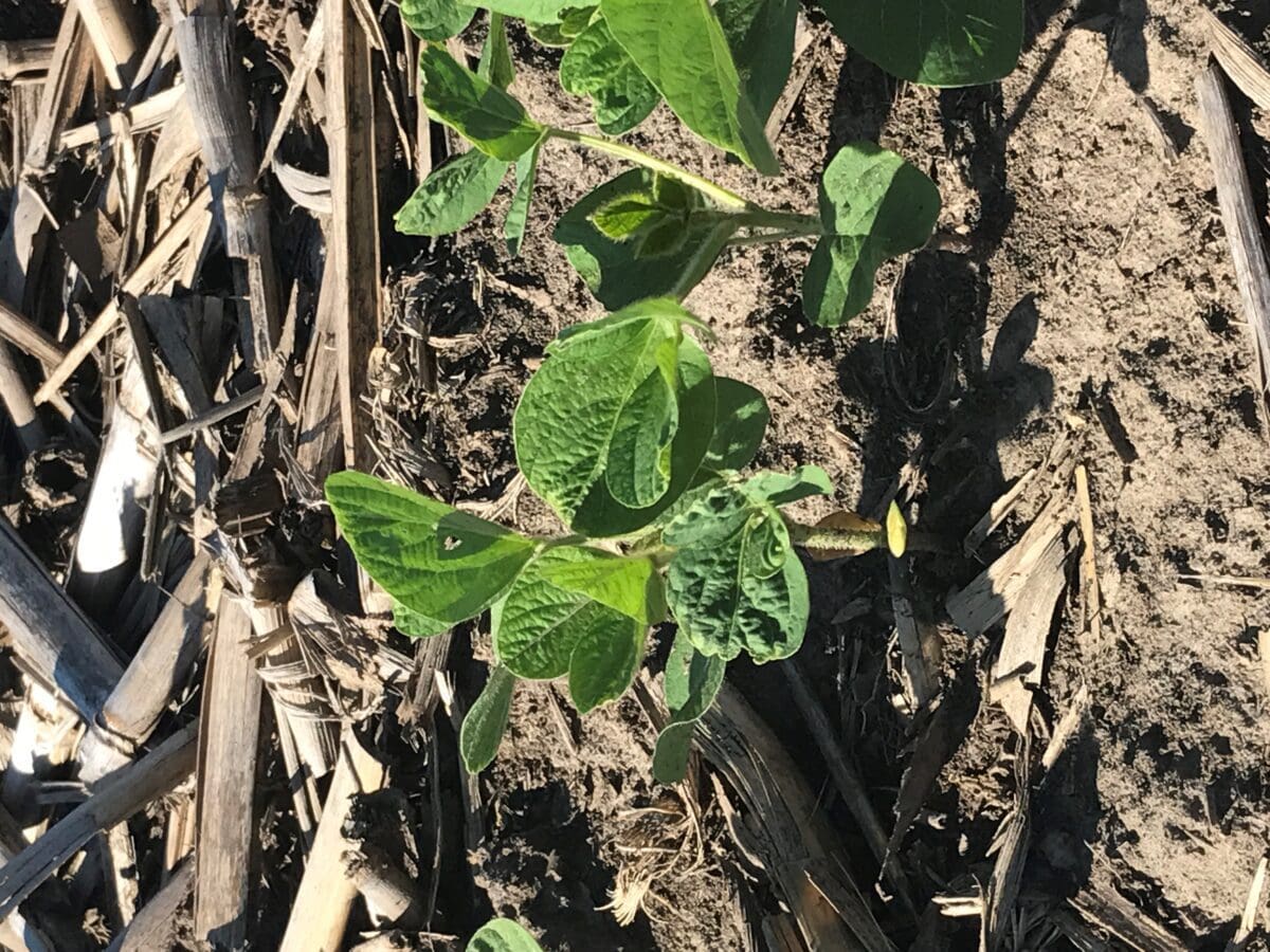 How to Recognize Chemical Damage on Soybeans - Field Advisor