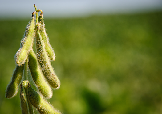 Evaluating Pod Development & Seed Fill - Field Advisor