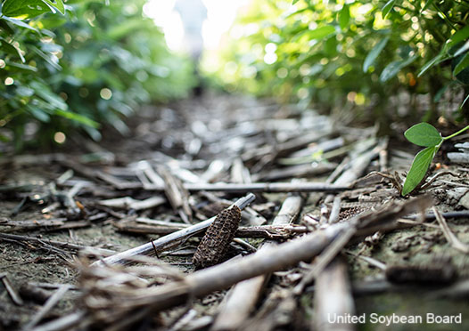 Soil Sampling Considerations - Field Advisor