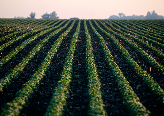 Do You Have the Proper TIPS? - Field Advisor