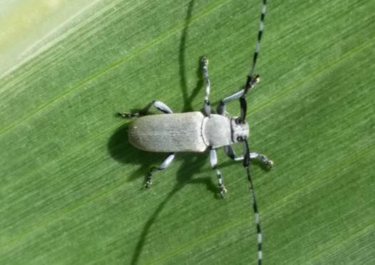 A New Emerging Soybean Pest? Introducing the Dectes Stem Borer - Field ...