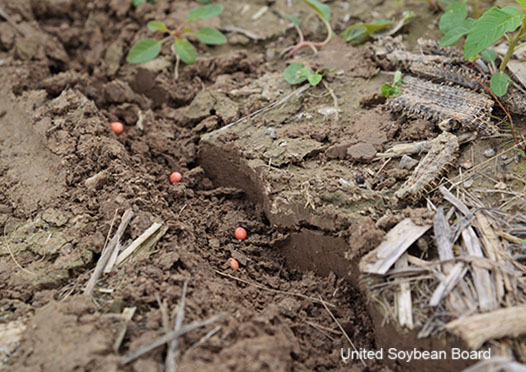 How to Make Soil Testing Work Smarter for Your Farm - Field Advisor
