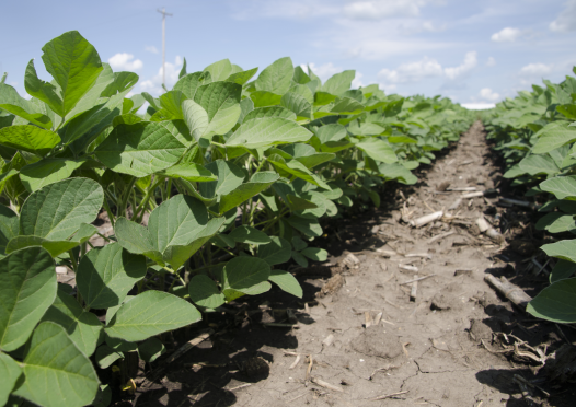 8 Key Soybean Diseases (and 1 Worm) To Watch Out For (and What To Do ...